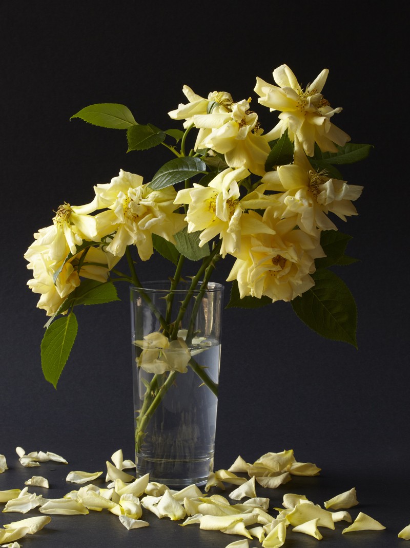 The Beautiful Botanicals of Beth Galton - American Photographic Artists